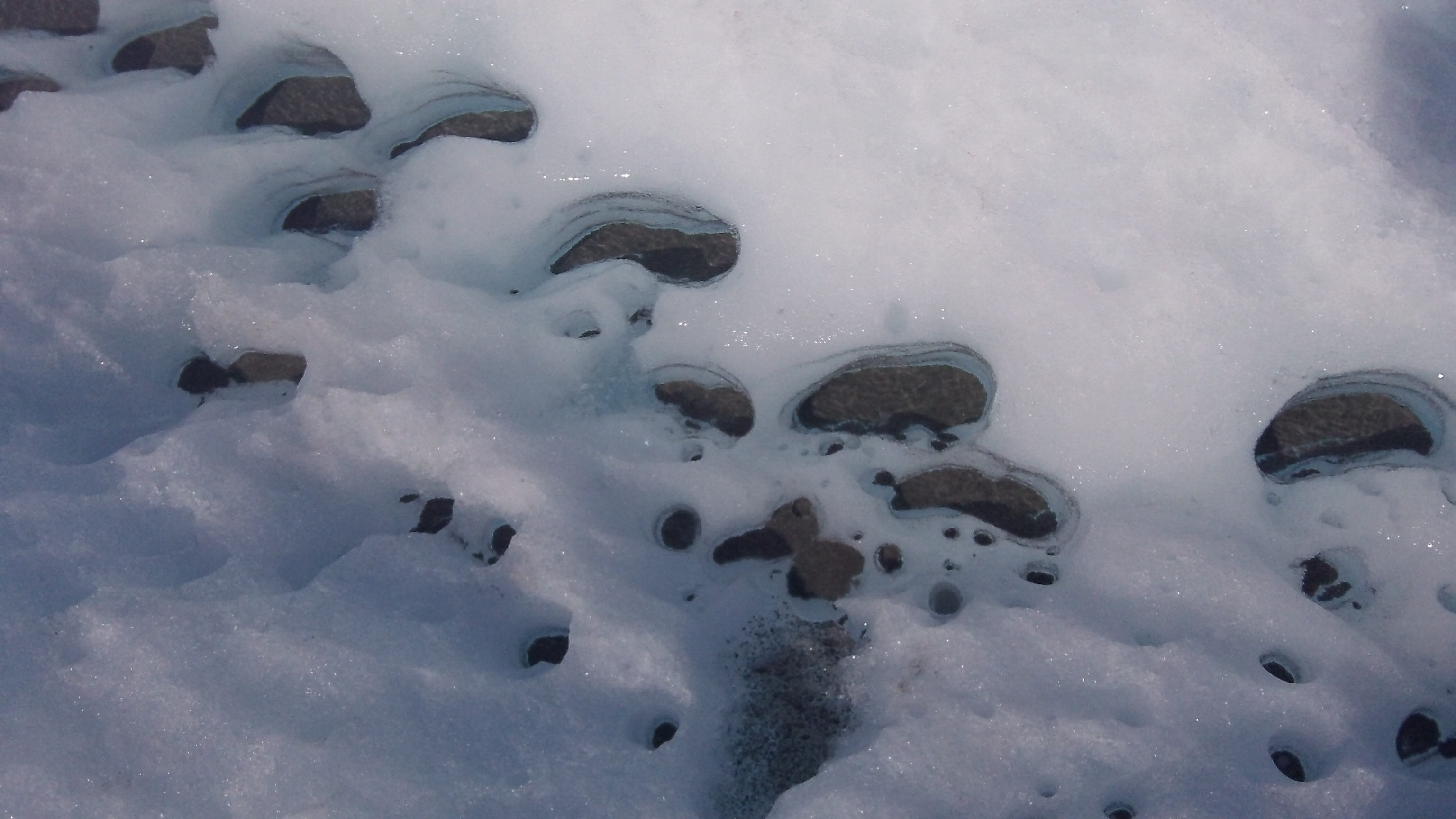 Biocryomorphology – To The Poles