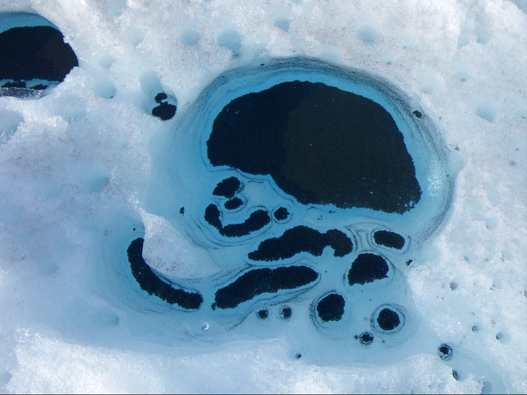 Biodiversity Day Talk: Ice Alive – To The Poles